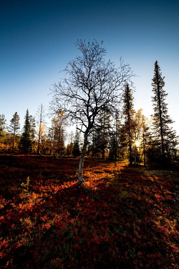 Sunset and autumn colors stock image. Image of gold, plants - 59559261