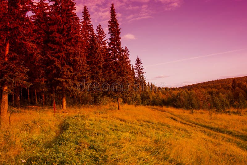 Sunset in the Autumn Forest Stock Photo - Image of foliage, colorful ...