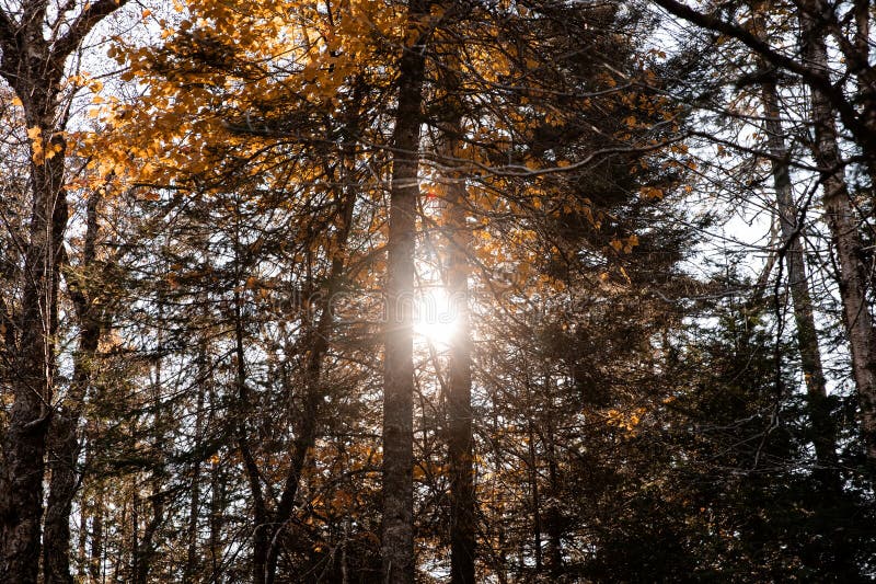 Sunset in the Autumn Forest. Quebec, Canada. Stock Photo - Image of ...
