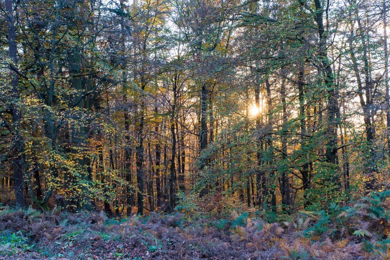 Sunset at Autumn Forest Sun Beam Trough Tree Stock Image - Image of ...