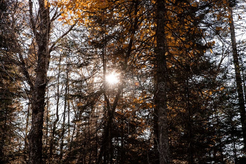 Sunset in the Autumn Forest. Sun Rays through the Trees. Canada. Stock ...