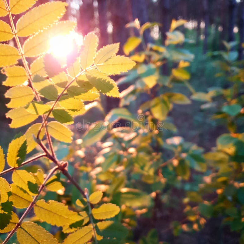 Sunset in the Autumn Forest. Sunlight through the Branches of a Tree ...
