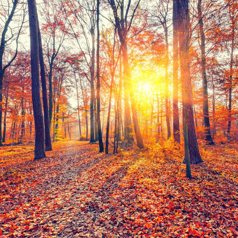 Sunset in the Autumn Forest Stock Image - Image of park, nature: 59054333