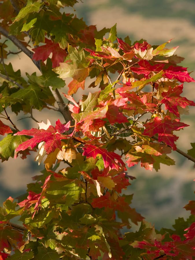Sunset Autumn leaves stock image. Image of mountain, weather - 1262917
