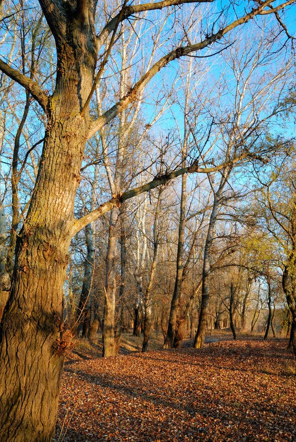 The sunset in autumn wood stock photo. Image of green - 11969272