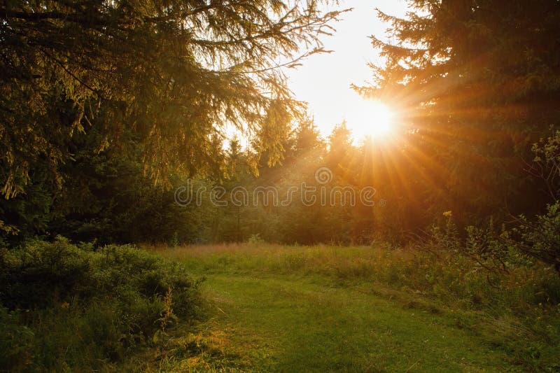 Sunset in Autumnal Forest with Lens Flare Stock Photo - Image of forest ...