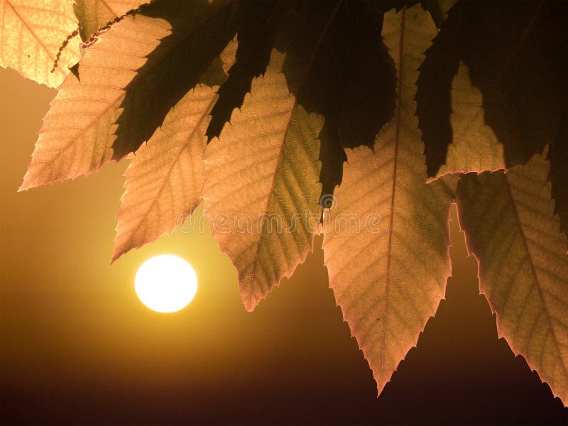 Sunset through Autumnal Leaves Stock Image - Image of copy, brown: 7213437