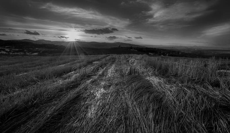Sunset b&w stock photo. Image of rock, sunset, tree - 85690180