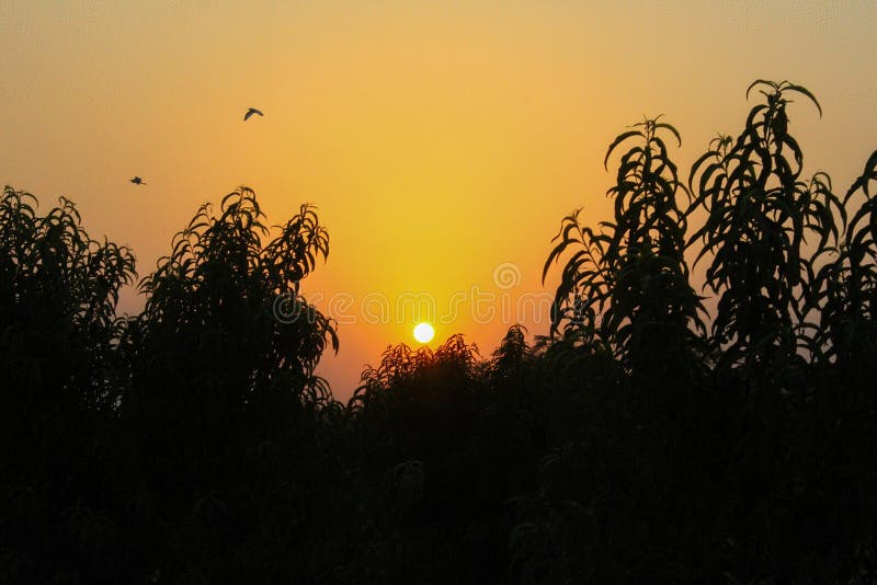 Sunset in Back of Trees with Two Birds Flying Above Stock Photo - Image ...