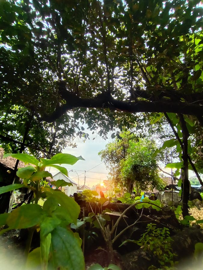 Sunset in Back Trees Wanphoto Stock Image - Image of forest, flower ...