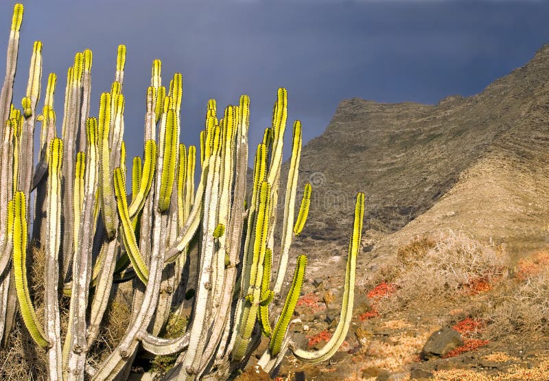 Sunset Background with Cactus Stock Photo - Image of summer, sunlit ...