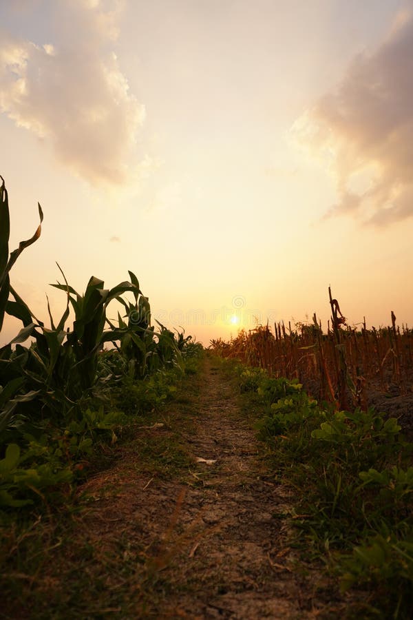 Sunset Background Middle Java Editorial Stock Image - Image of light ...