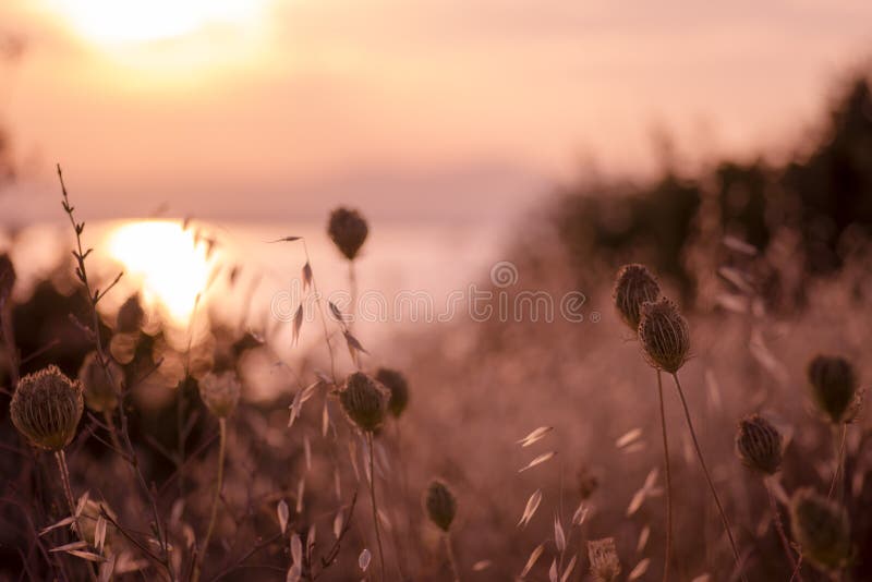 Sunset Background Over Summer Meadow. Stock Photo - Image of heat ...