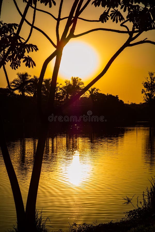Sunset with Backlight with Sun through the Silhouette of a Tree and ...