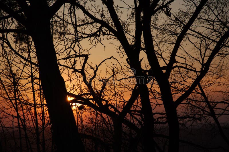 Sunset Backlight Trees Silhouette Stock Photo - Image of giulia, view ...
