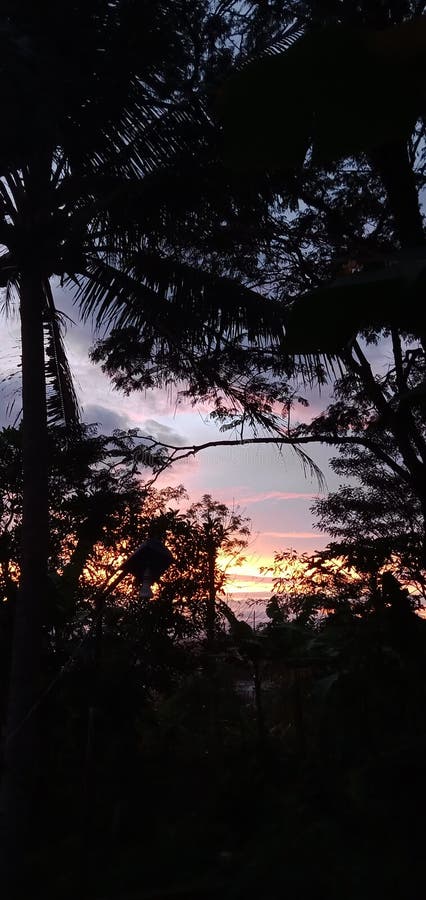 Sunset from backyard stock photo. Image of sunset, tree - 208717100