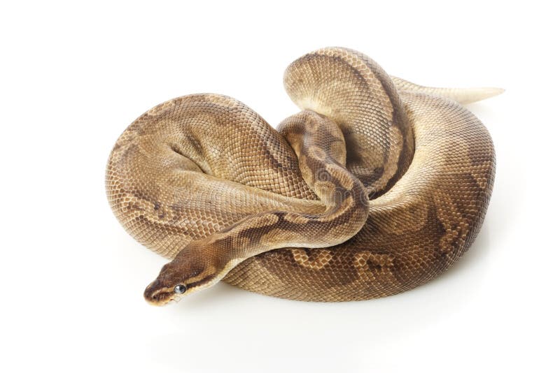 Sunset Ball Python Stock Photos - Free & Royalty-Free Stock Photos from ...