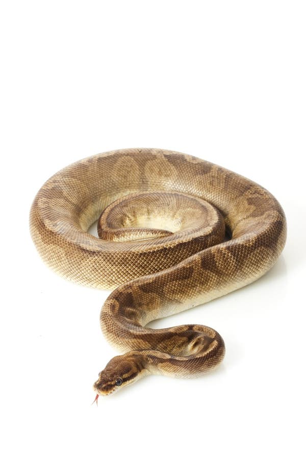 Ball Python stock photo. Image of background, white, beauty - 7283556