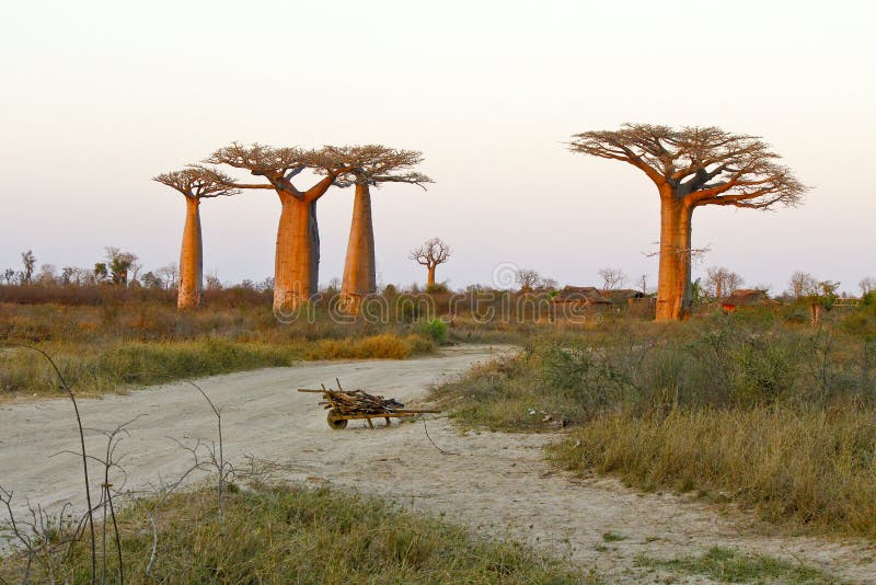 Sunset in Baobab Alley stock photo. Image of baobab, exotic - 80942920