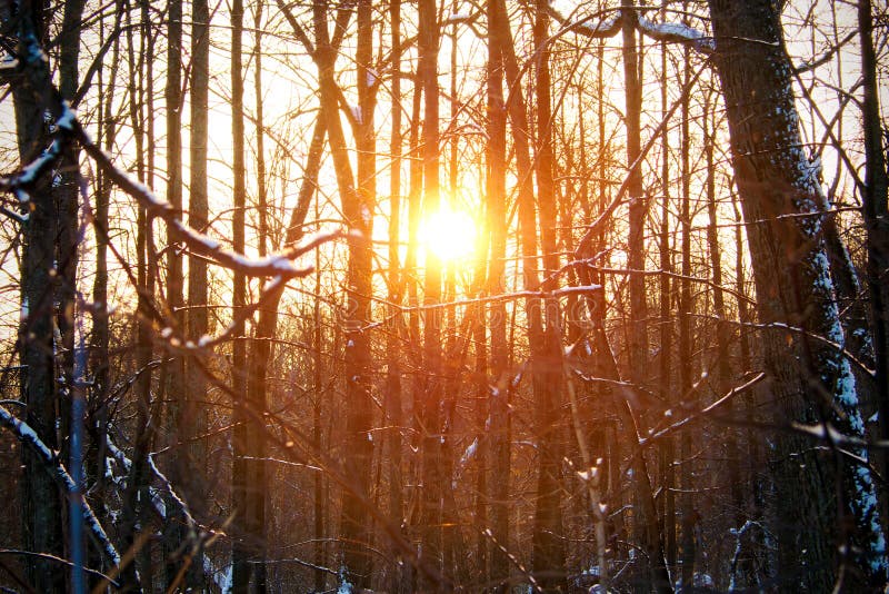 Sunset through the Bare Branches and Tree Trunks in the Forest Stock ...