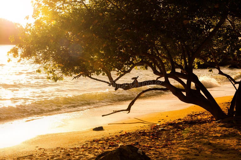 Sunset on the Beac and Tree Stock Image - Image of coast, africa: 44604811