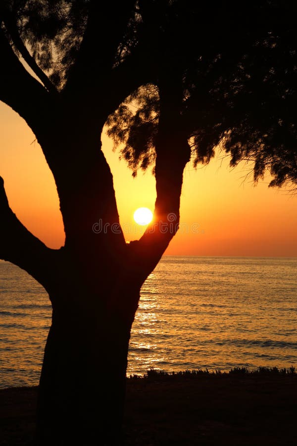 Sunset on the Beach with Dark Tree Stock Photo - Image of card, orange ...