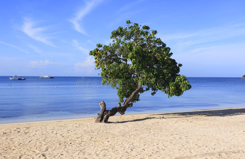 Sunset at the Beach in Jamaica, Caribbean, Middle America Stock Image ...