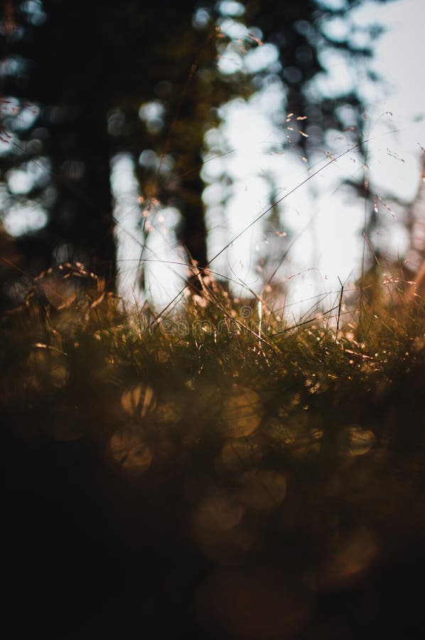 Sunset Beams Falling on the Grass in the Forest Stock Image - Image of ...