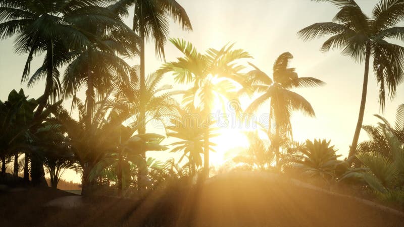 Sunset Beams through Palm Trees 70 Stock Footage - Video of holiday ...
