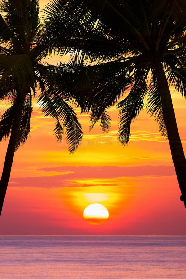 Sunset stock photo. Image of coconut, sunset, glow, tree - 47111388