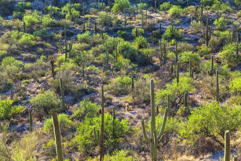 Sunset with Beautiful Green Cacti in Landscape Stock Image - Image of ...