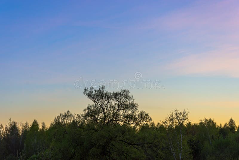 Sunset stock photo. Image of large, clear, spring, trees - 93096274