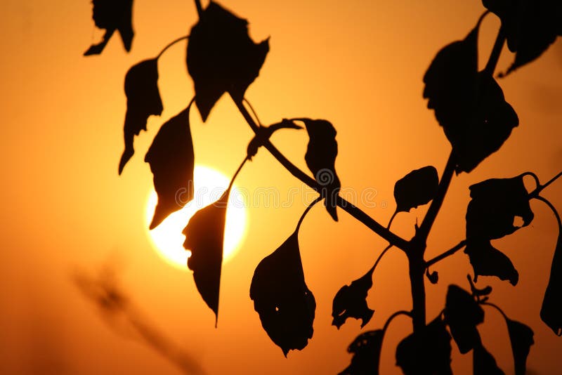 Sunset stock photo. Image of finish, weakness, beauty - 103230836