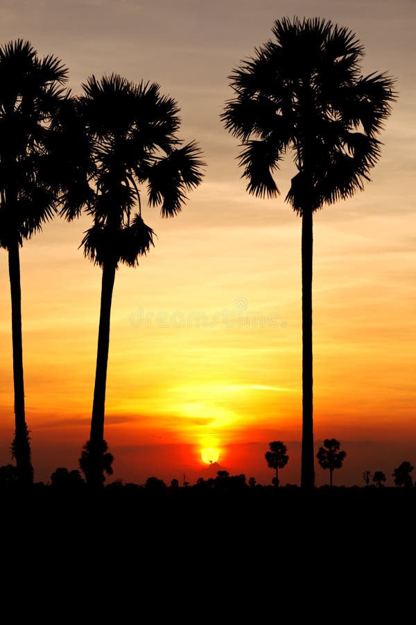 Sunset Behide Toddy Palm Tree Stock Photo - Image of golden, plant ...