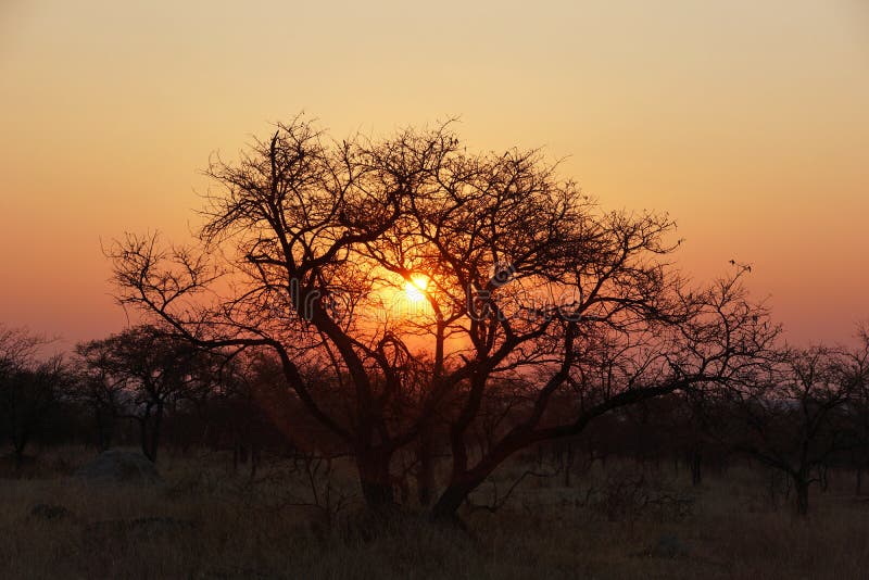 Sunset Behind a Acacia Tree in African Bush Stock Photo - Image of bush ...