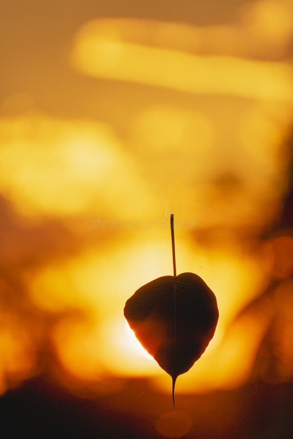 Sunset Behind a Banyan Tree Leaf Stock Image - Image of gold, orange ...