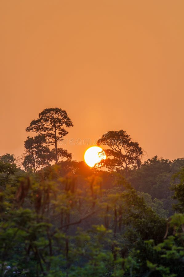 Sunset Behind the Big Tree on Evergreen Forest Stock Image - Image of ...