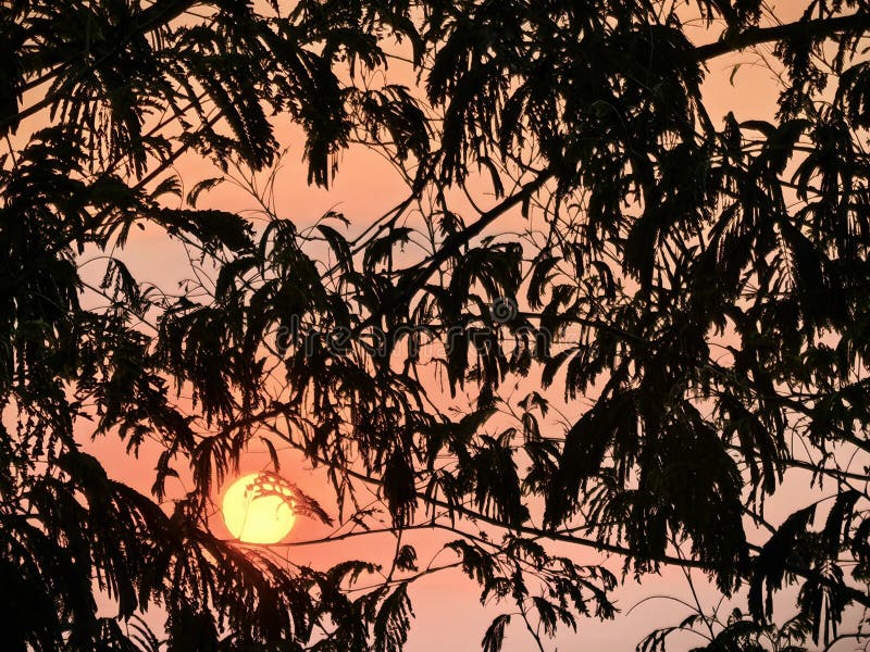 Sunset Behind Branches of a Tabachin Tree Stock Image - Image of sunset ...