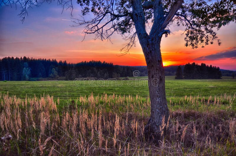 Sunset Behind the Broad Leaf Tree Trunk at Autumn/fall Evening.l Stock ...