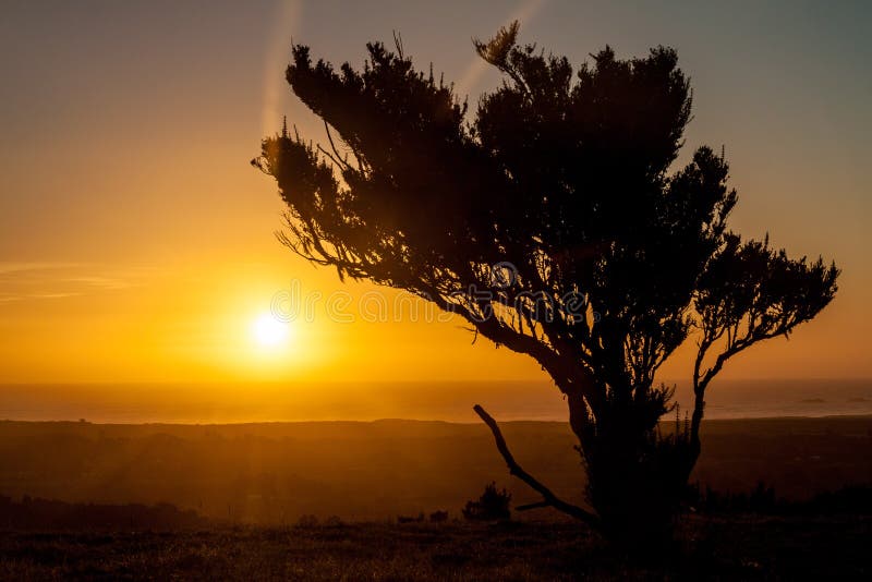 Sunset behind a bush stock image. Image of dramatic - 131459487