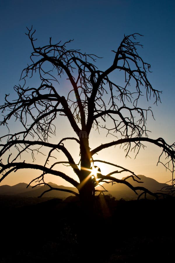 Sunset behind a dead tree stock photo. Image of morning - 4995652
