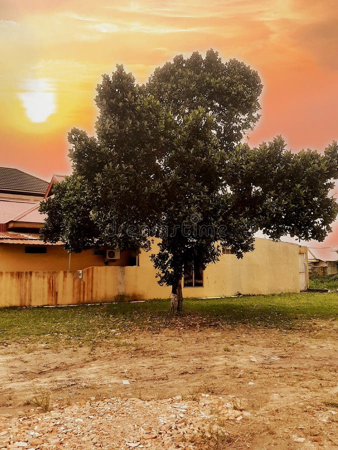 Sunset Behind the Field and Tree Stock Image - Image of moments, town ...