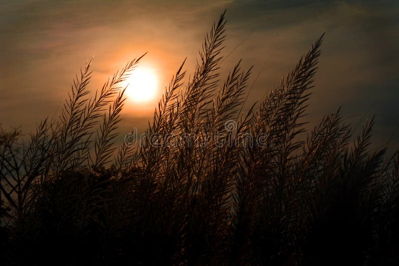 Kash Bon Stock Photos - Free & Royalty-Free Stock Photos from Dreamstime