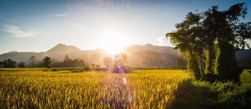 Sunset Behind the Mountains in the Rice Field Stock Photo - Image of ...