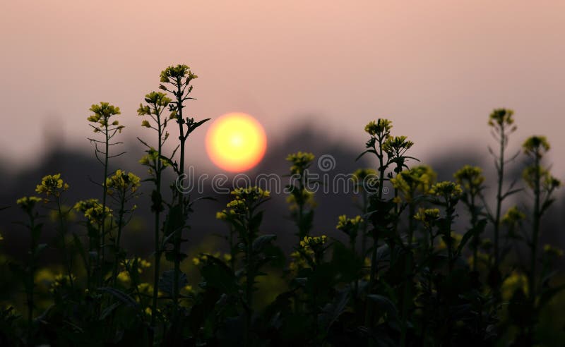 Sunset Behind a Mustard Field Stock Image - Image of green, clear: 40669715