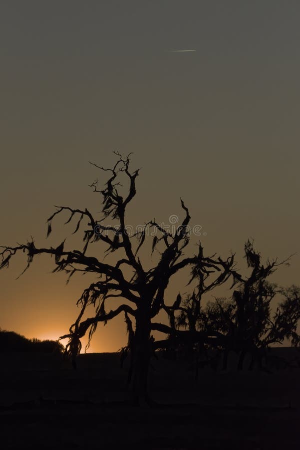 Sunset Behind Old Dead Live Oak Tree Stock Photo - Image of silhouette ...