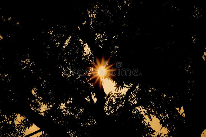 766 Sunset Mango Stock Photos - Free & Royalty-Free Stock Photos from ...