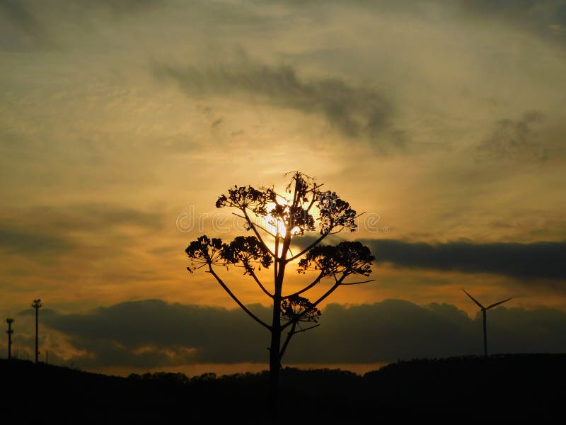 Sunset behind a plant stock photo. Image of plant, orange - 205137696