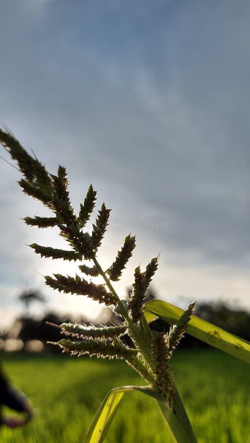 Sunset behind plant stock image. Image of plant, nature - 209644989
