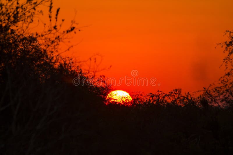 Sunset Behind Silhouetted Trees Stock Image - Image of marula ...